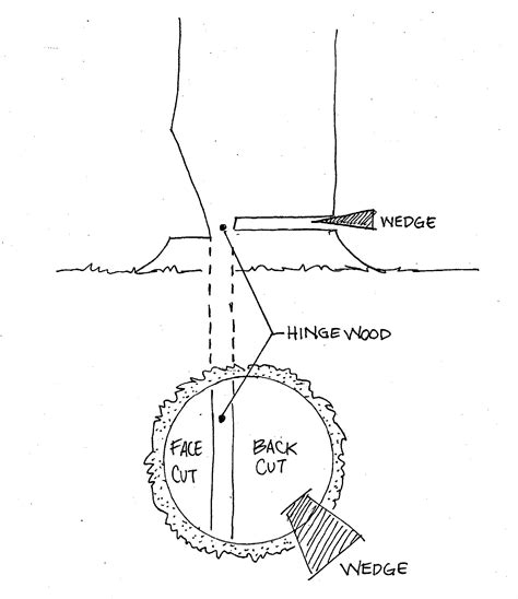 Thinking Of Cutting Down A Small Tree Think Safety First Always Stormwise