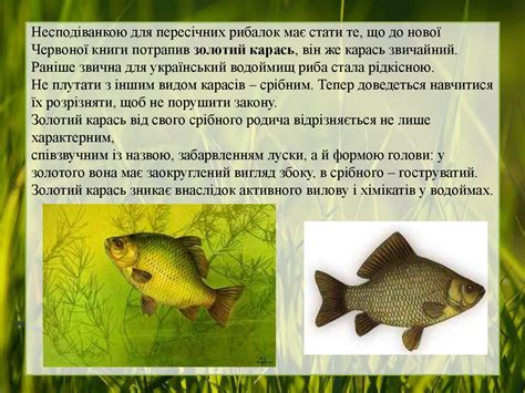 Тварини та рослини Червоної книги України презентация онлайн