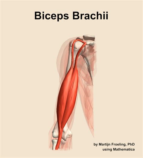 The Biceps Brachii Muscle Of The Arm