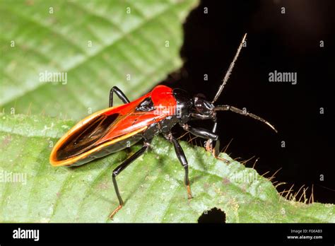 Reduviidae Assassin Bugs