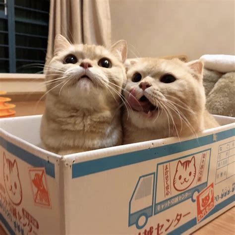 猫咪情侣头像 堆糖美图壁纸兴趣社区