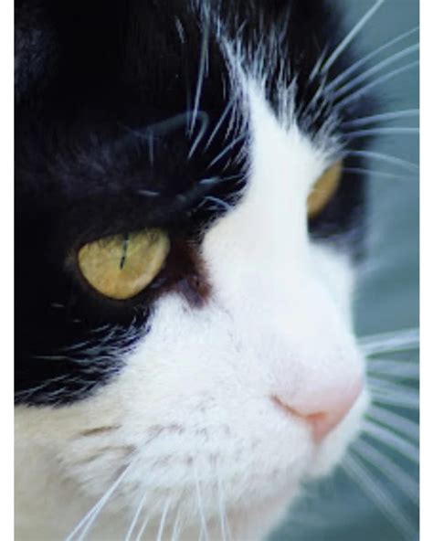 Poppy Patchwork Purdy