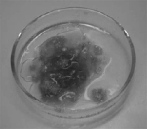 Muco Extraído Do Escargot Achatina Fulica Um Potente Biofármaco