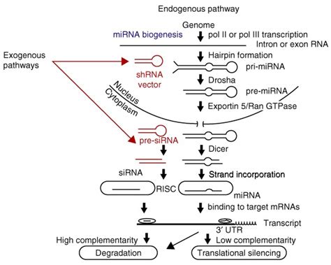 Rna Interference Rnai Pathways Endogenous Micro Rna Mirna And
