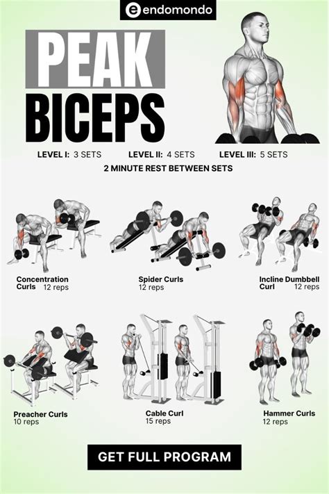 Best 12 6 Bicep Isolation Exercises To Build Stronger And Bigger Biceps 2025 Artofit