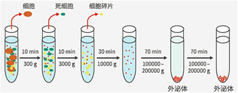 什么是外泌体 和元生物
