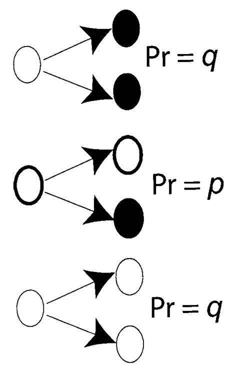 Deterministic And Stochastic Models Of Stem Cell Population Dynamics Download Scientific