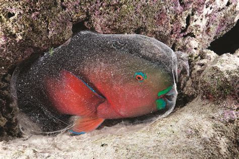 Peixe Papagaio Descubra Fatos E Informações Fascinantes
