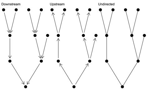 Generate Stochastic Branching Networks • Sbn