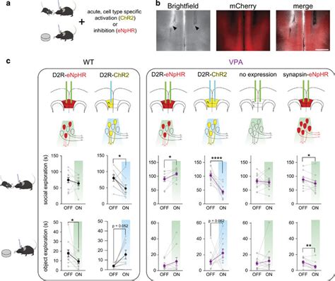 Acute Optogenetic Manipulation Of D2r Expressing Neurons In The Medial