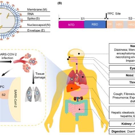 The Infection Of Sars Cov 2 Into Human Cells A Structure Of Download Scientific Diagram