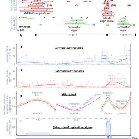 Replication Of The Igh Locus In Pax5−−rag2−− Uncommitted Pro B Cells