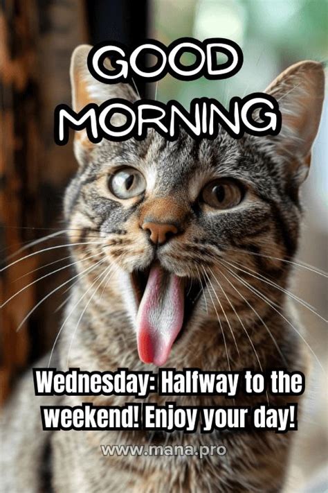 99 Funny Good Morning Images Free Hd Download Funny Good Morning