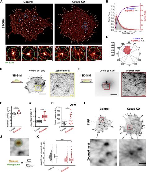 Nanoscale Architecture Of The Cortical Actin Cytoskeleton In Embryonic Stem Cells Cell Reports