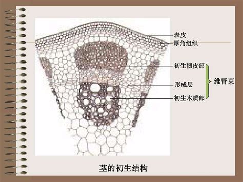 厚角组织手绘图 图库 五毛网