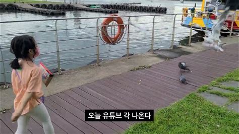 포항 운하에서 갈매기들 새우깡 밥주기 Youtube