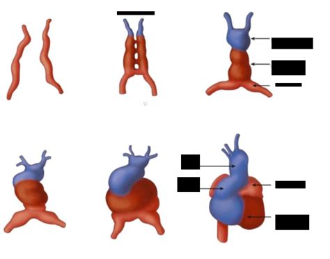 Cardiac Embryology — Printable Worksheet