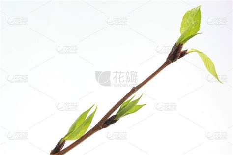 嫩枝上的嫩芽和春叶。