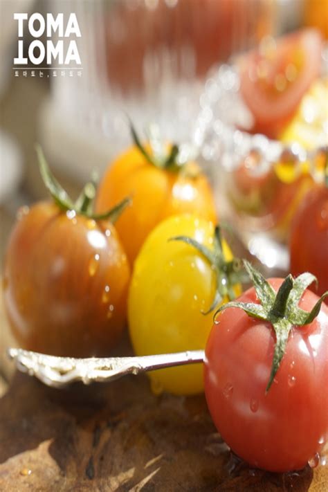 [11번가 Live11] 실시간 방송보기 알록달록 칵테일 토마토