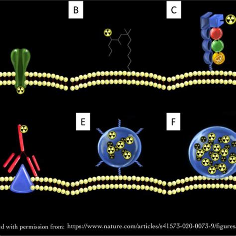 Showing Various Way In Which Radionuclide Therapy Could Be Delivered Download Scientific