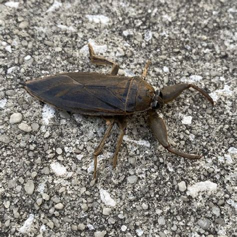 Belostomatidae Hatching