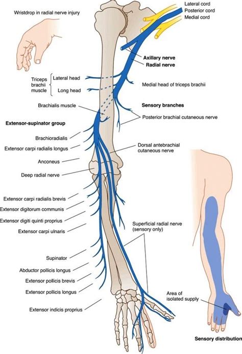 Radial Nerve Roots Bing Images Radial Nerve Nerve Anatomy Medical