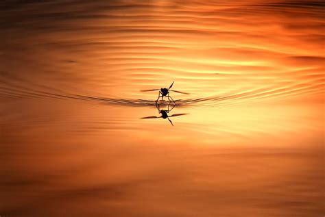 4 Ways To Identify Mosquito Breeding Grounds In Your Yard