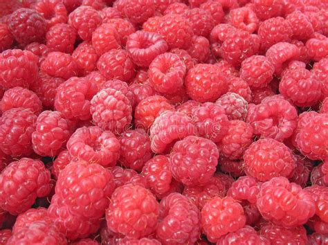 Raspberry Close Up Stock Image Image Of Macro Berries 20605519