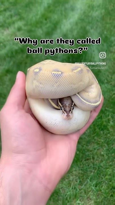 This Is Why Theyre Called Ball Pythons😍🐍🔥 Youtube