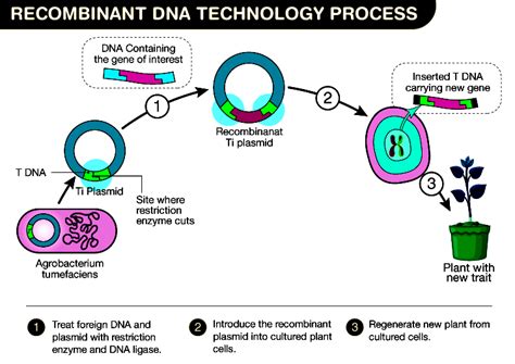 Recombinant Dna Technology Process Detailed Steps And Explanation
