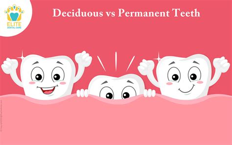 Deciduous Vs Permanent Teeth Elite Dental Care