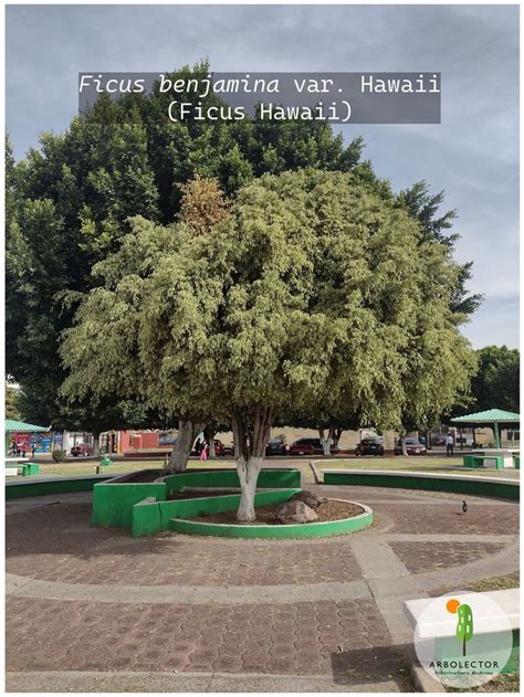 Ficus Hawaii