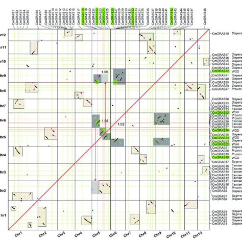 Homologous Collinearity Dot Plot Within Chinese Chestnut Genome The Download Scientific
