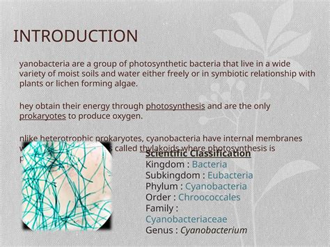 Cyanobacteria Details Of Structure And Importance Ppt