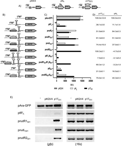 Antitermination In Plasmid Constructs By Gp17 A Plasmid Maps Of Download Scientific Diagram