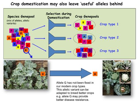 allelic variation