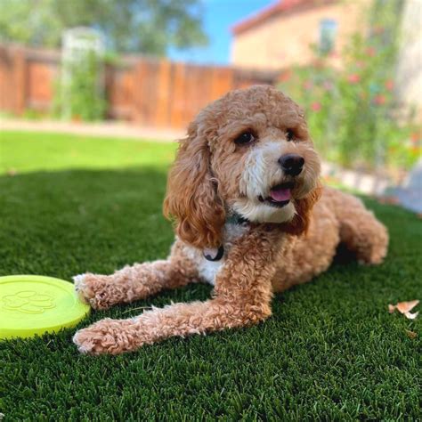 Southwest Cockapoo Breeders Kokopellli Cockapoos