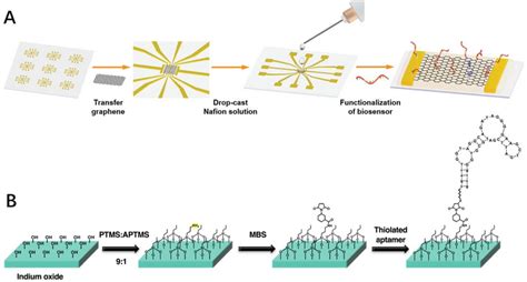 Aptamer Functionalization Strategies A Modification Of Aptamer On The Download Scientific