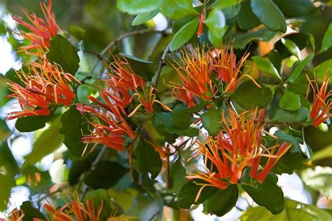 93 Best Images About NZ Native Plants Trees Flowers On Pinterest Ferns Flower And New Zealand