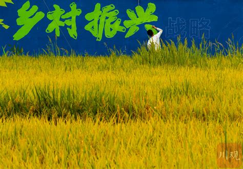 拼在一线丨金秋稻谷黄 农民抢收按下加速键 四川在线