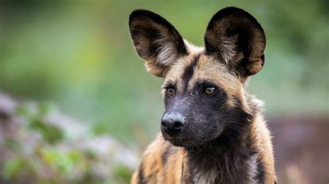 Are African Wild Dogs Endangered And How Soon Will They Go Extinct