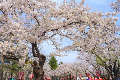 合浦公園の桜の写真素材 FYI04034696 ストックフォトのamanaimages PLUS