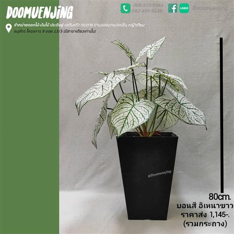 การมีต้นไม้สักต้นเพื่อใช้ตกแต่งบ้าน หรือคอนโดและห้องต่างๆ นั้น ถือว่าสำคัญมากๆ มันสามารถทำให้