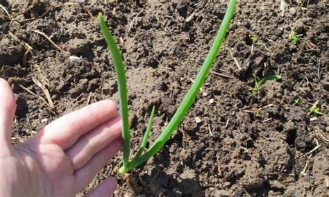 3 правила догляду за цибулею в червні для великого врожаю