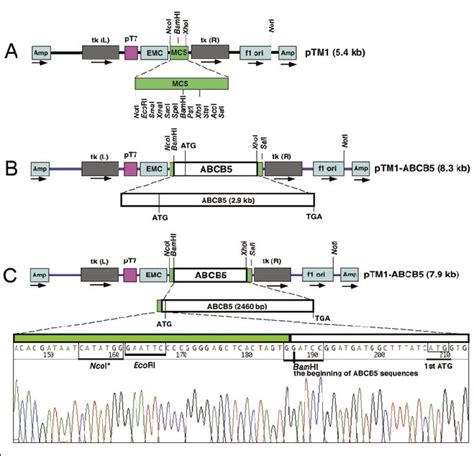 Sequencing Analysis Of Deletion Constructs A Presentation Of The