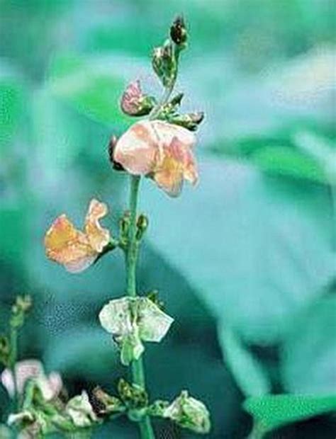 Dolichos Biflorus Annual Seeds