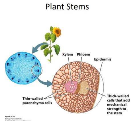 Bio Unit 2 Exam Flashcards Quizlet