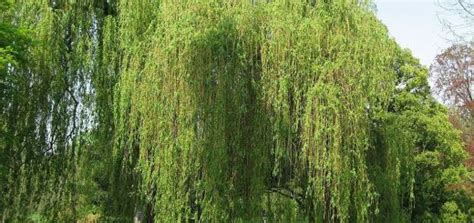 Salgueiro Branco Salix Alba Como Plantar