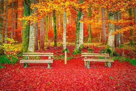 Premium Photo View Of Multi Colored Trees In Park
