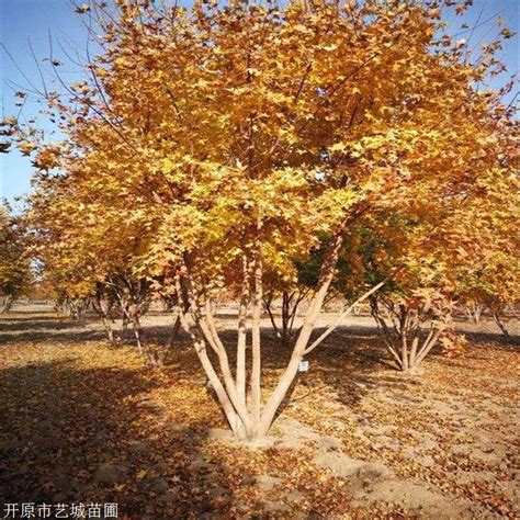 什么大型树木不落叶 不落叶的风景树 冬天不落叶耐寒绿化树 大山谷图库